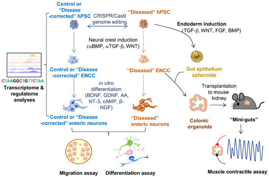 Human Pluripotent Stem Cell-Based Models for Hirschsprung Disease: From 2-D Cell to 3-D Organoid ...