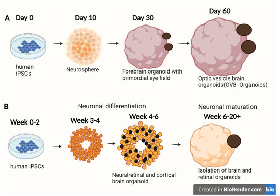 Bioengineering Human Pluripotent Stem Cell-Derived Retinal Organoids ...