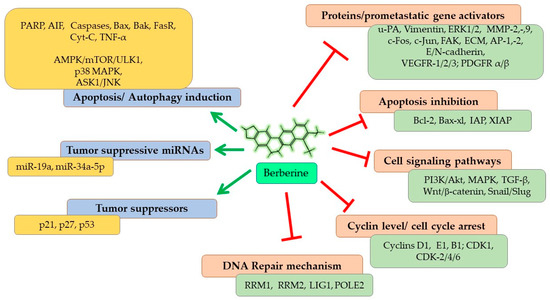 Multi-Target Potential of Berberine as an Antineoplastic and ...