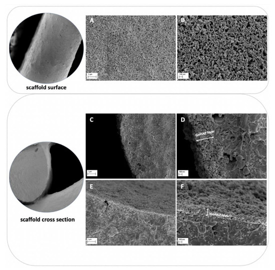 Cells | Special Issue : Mineralized Tissues Repair and Regeneration