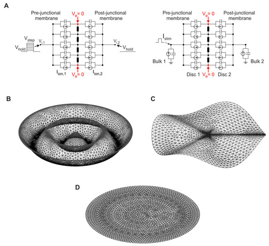 Tortuous Cardiac Intercalated Discs Modulate Ephaptic Coupling
