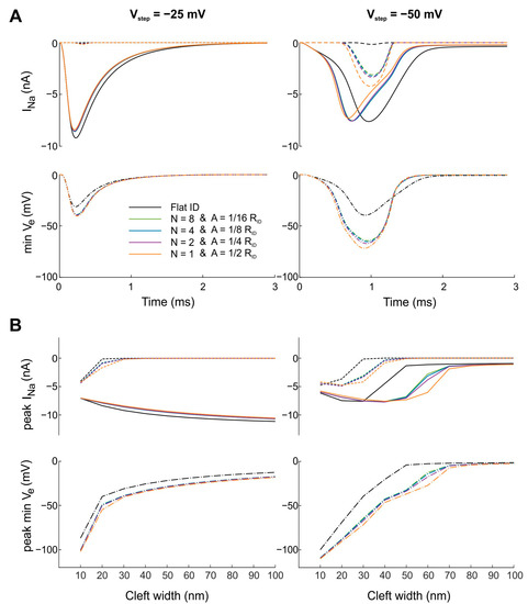 Tortuous Cardiac Intercalated Discs Modulate Ephaptic Coupling