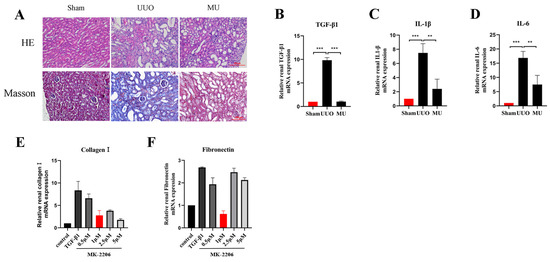 MK-2206 Alleviates Renal Fibrosis by Suppressing the Akt/mTOR Signaling ...