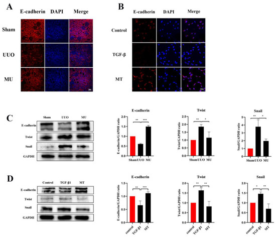 MK-2206 Alleviates Renal Fibrosis by Suppressing the Akt/mTOR Signaling ...