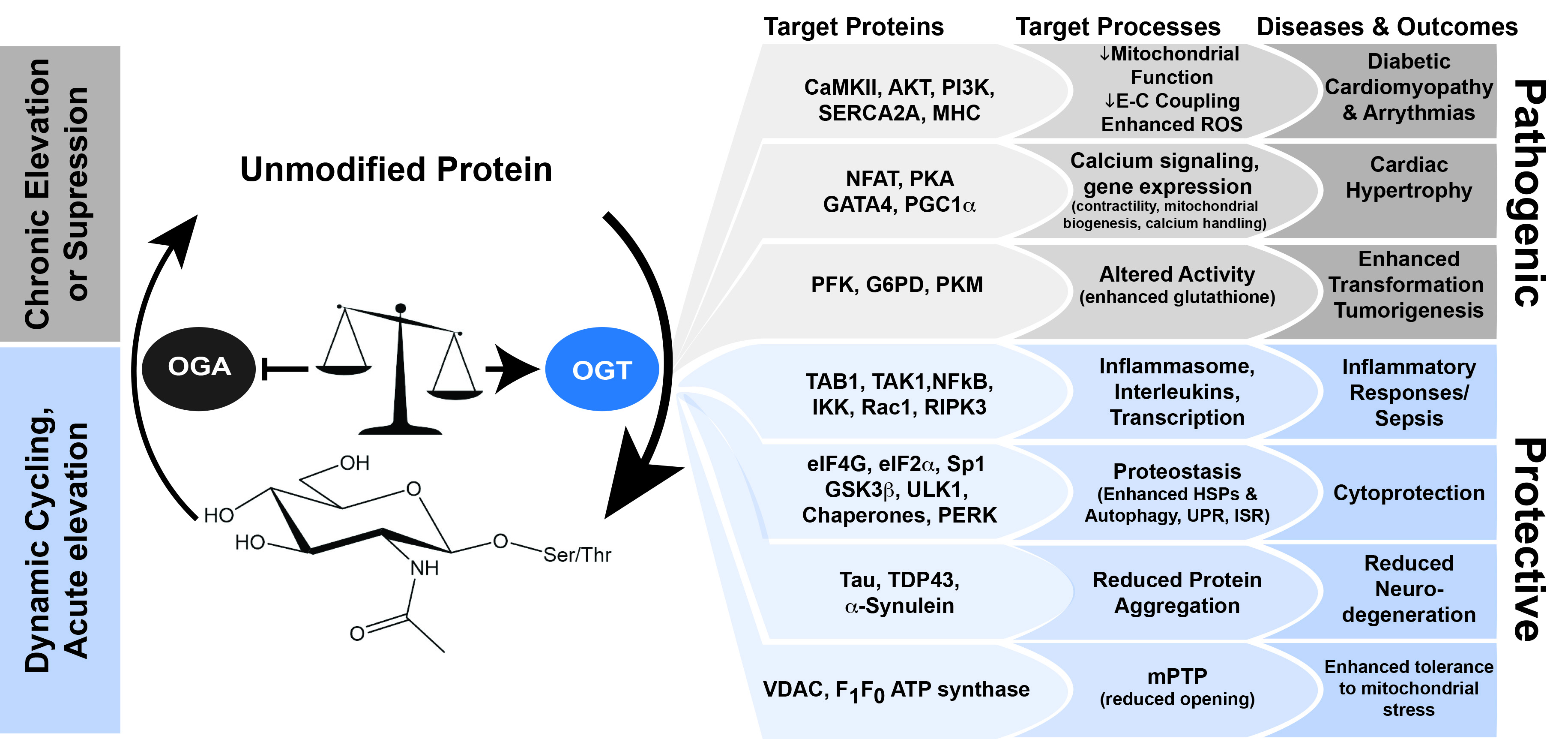 Cells | Free Full-Text | Integration of O-GlcNAc into Stress Response Pathways