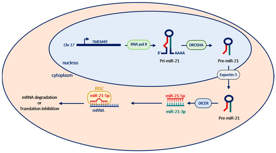 The Versatile Role of miR-21 in Renal Homeostasis and Diseases