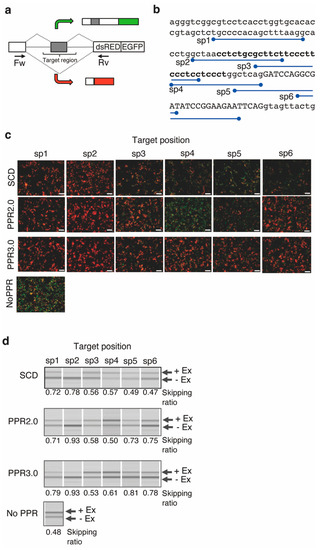 Construction of a Versatile, Programmable RNA-Binding Protein Using ...