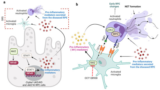 Microglia–Neutrophil Interactions Drive Dry AMD-like Pathology in a ...