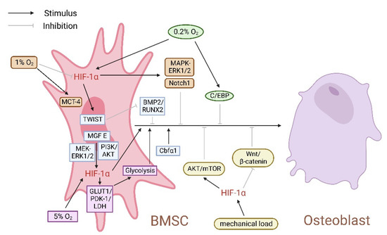 HIF-1α Regulates Bone Homeostasis and Angiogenesis, Participating in ...