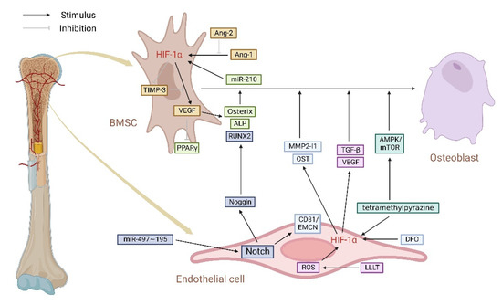 HIF-1α Regulates Bone Homeostasis and Angiogenesis, Participating in ...