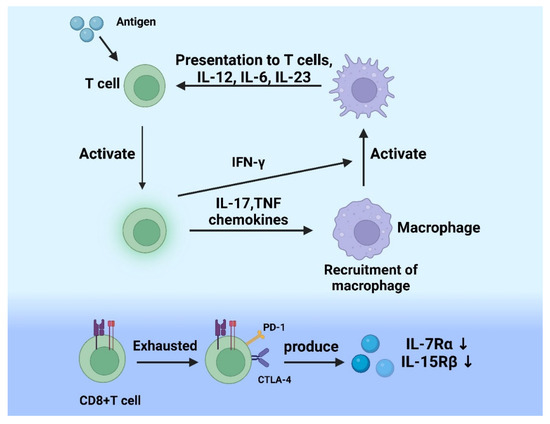 Advances in T Cells Based on Inflammation in Metabolic Diseases