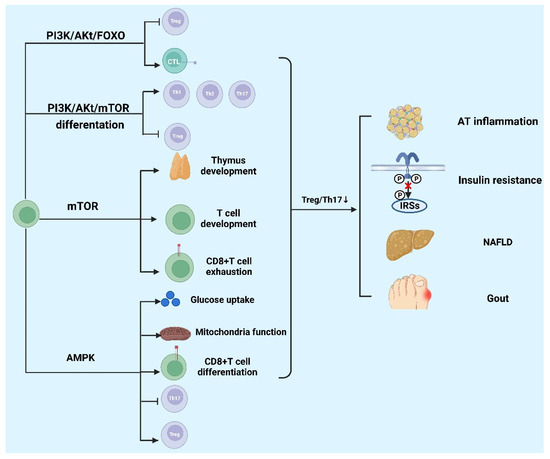 Advances in T Cells Based on Inflammation in Metabolic Diseases