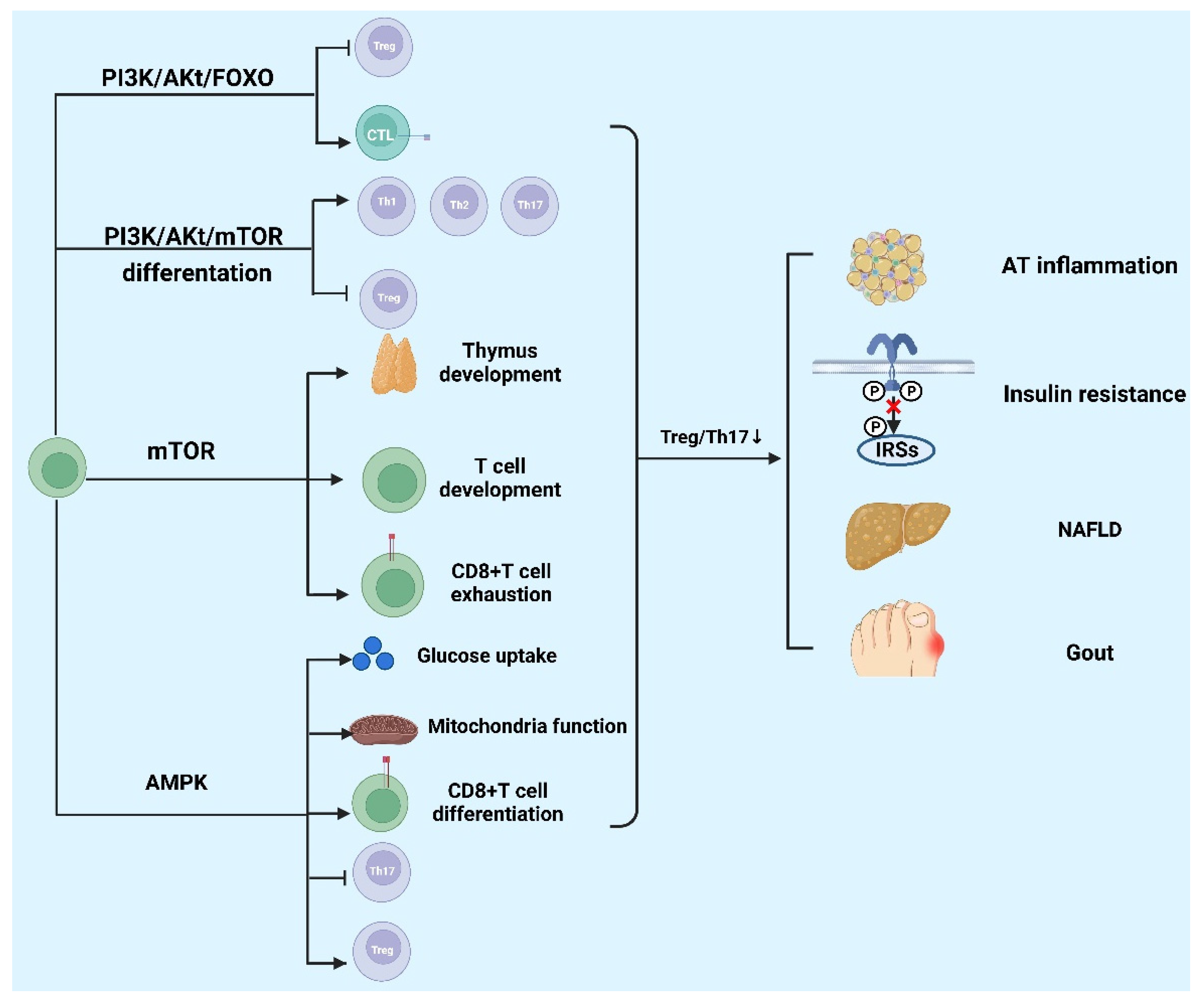 Advances in T Cells Based on Inflammation in Metabolic Diseases