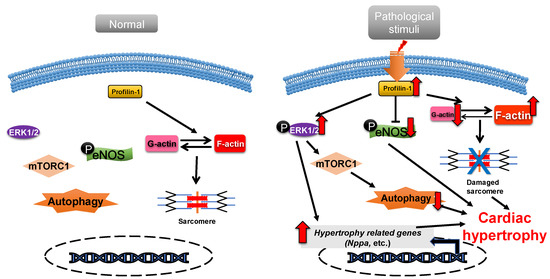 Actin-Binding Proteins in Cardiac Hypertrophy