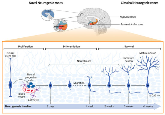 Frontiers In Neurogenesis