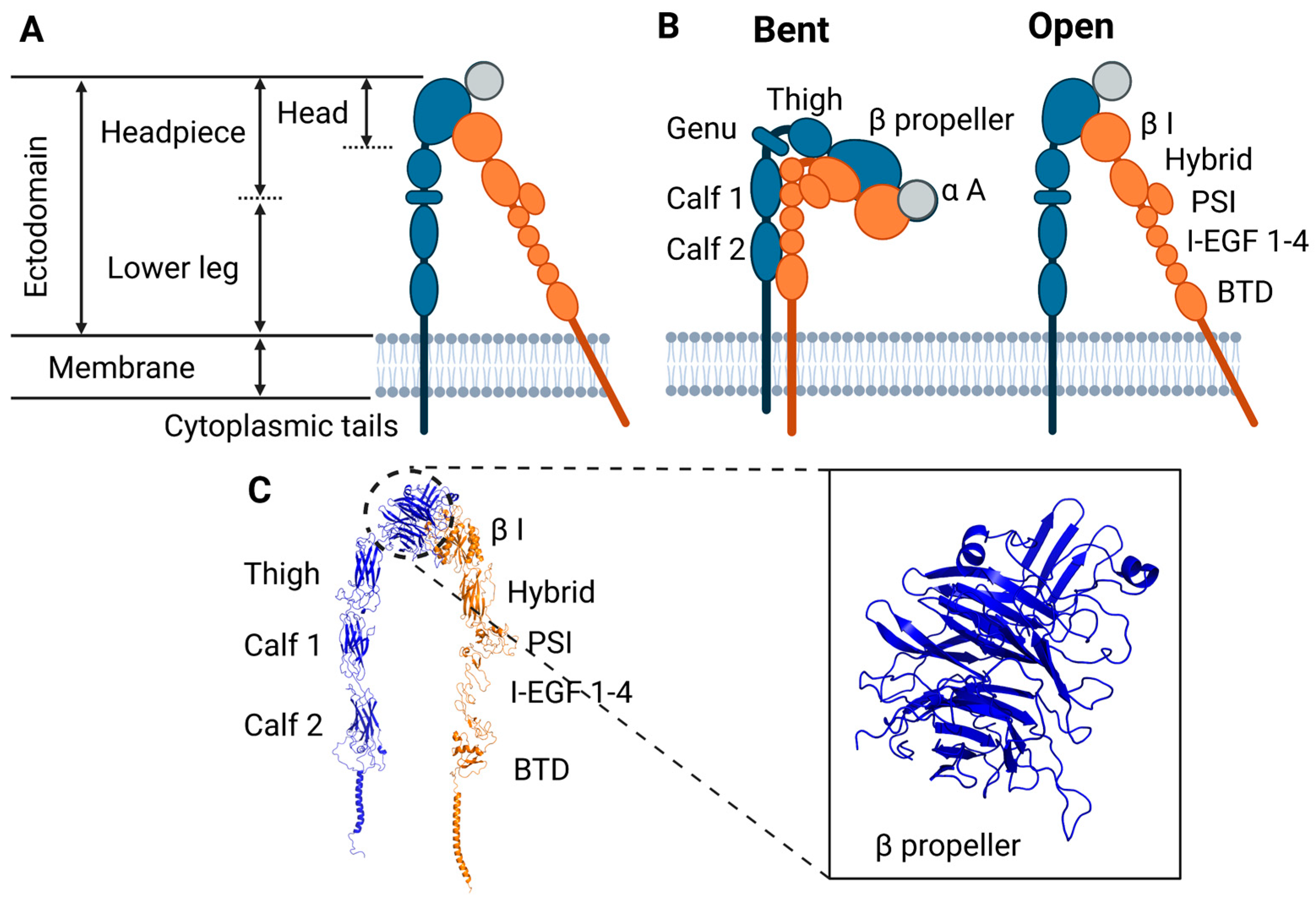 Cells Free Full Text Integrin Conformational Dynamics And