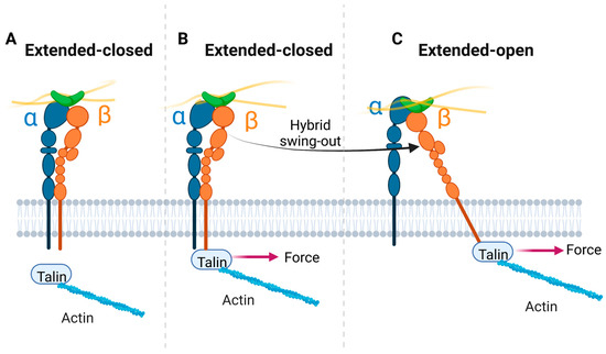 Integrin Conformational Dynamics and Mechanotransduction