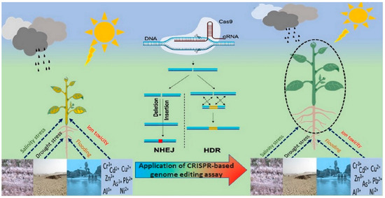Engineering Abiotic Stress Tolerance in Crop Plants through CRISPR Genome Editing