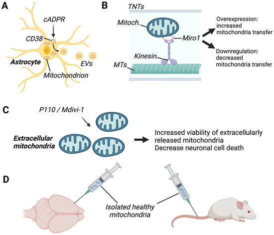 Mitochondria Transfer in Brain Injury and Disease