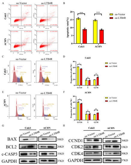 LTB4R Promotes the Occurrence and Progression of Clear Cell Renal Cell ...