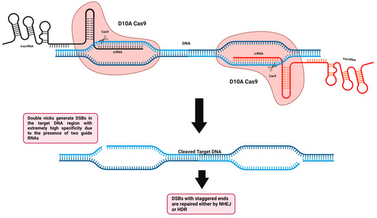 Cells | Free Full-Text | CRISPR-Cas9 Technology for the Creation of ...