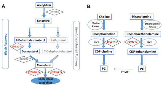 Lipid Dys-Homeostasis Contributes to APOE4-Associated AD Pathology
