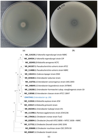 Genomic Landscape Highlights Molecular Mechanisms Involved in Silicate ...