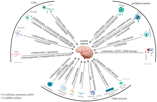 Effects and Mechanisms of Exosomes from Different Sources in Cerebral ...