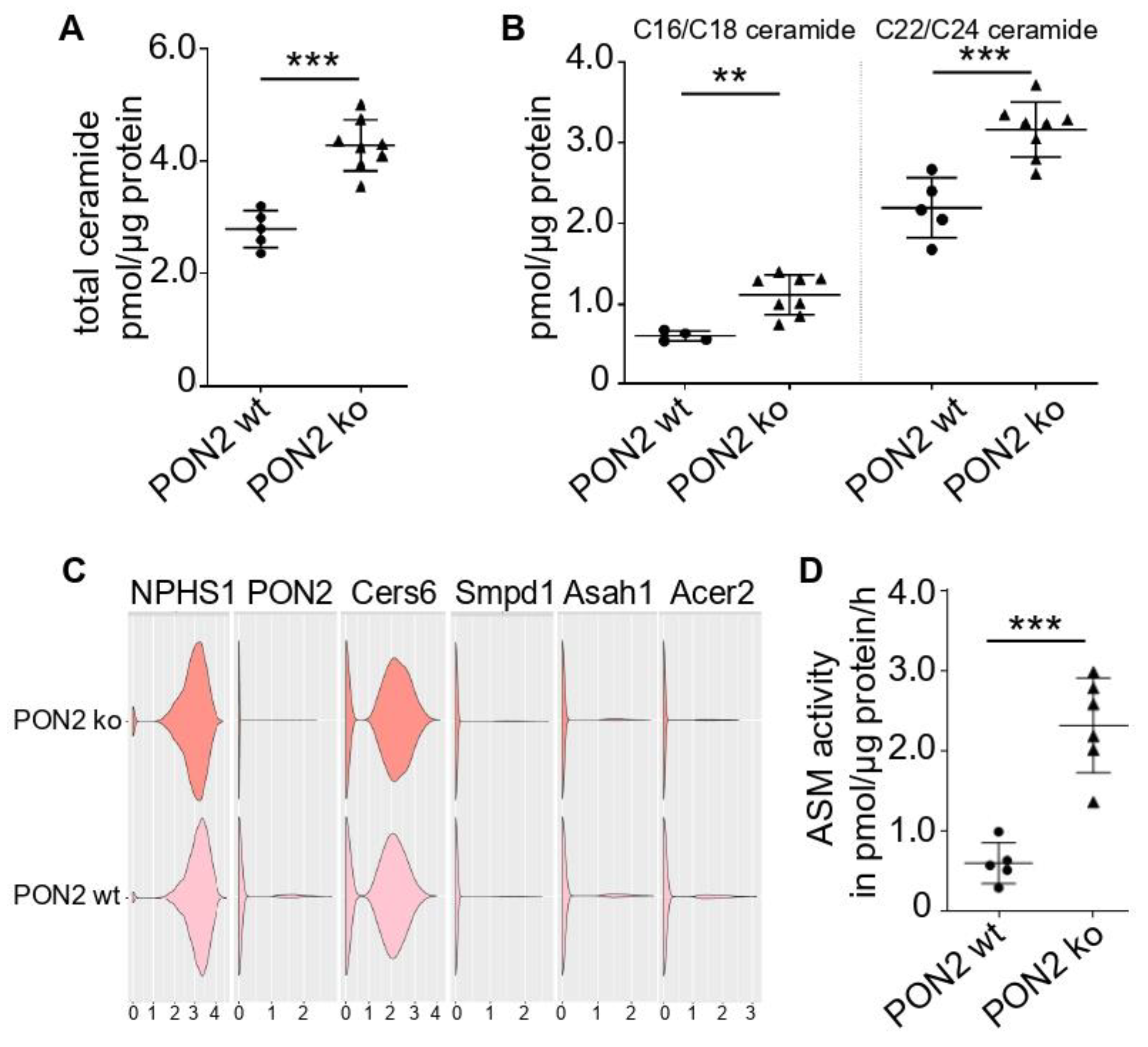Paraoxonase 2 (PON2) Deficiency Reproduces Lipid Alterations of ...