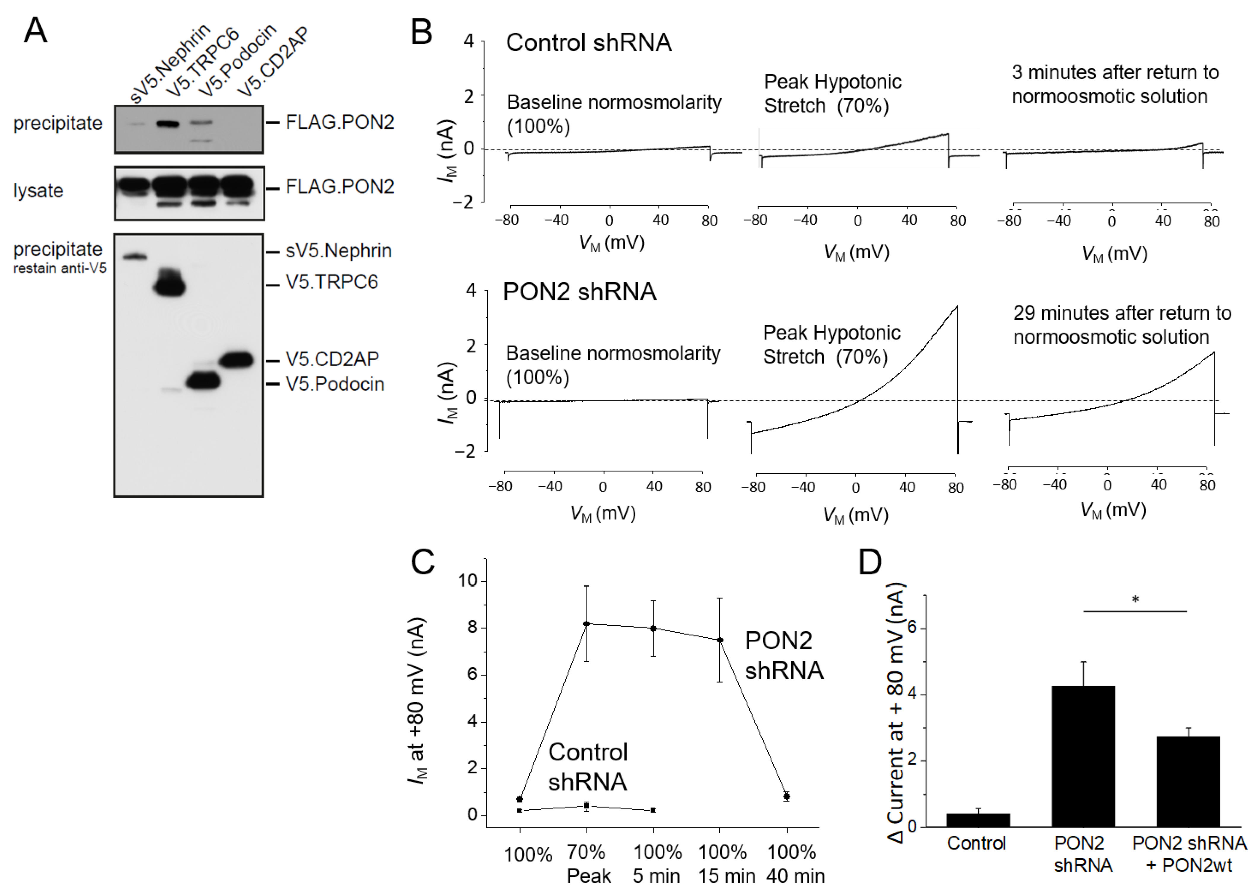 Paraoxonase 2 (PON2) Deficiency Reproduces Lipid Alterations of ...