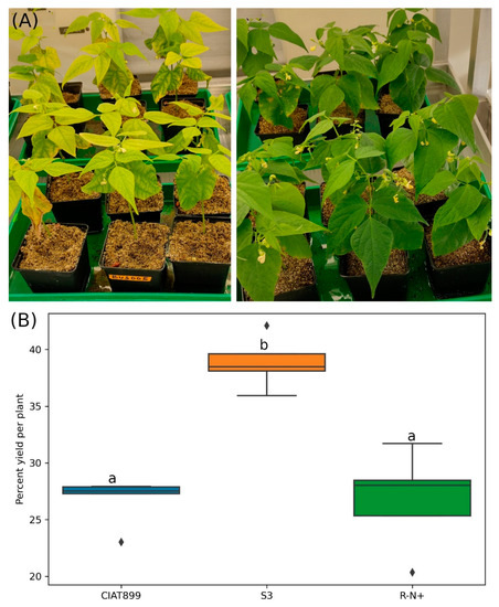 Rhizobia Contribute to Salinity Tolerance in Common Beans (Phaseolus vulgaris L.)