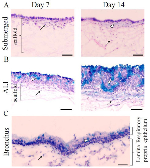 Human 3D Airway Tissue Models for Real-Time Microscopy: Visualizing ...