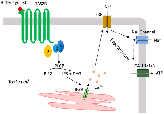 The Complex Journey of the Calcium Regulation Downstream of TAS2R ...