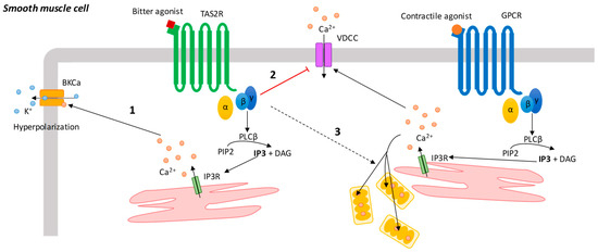 The Complex Journey of the Calcium Regulation Downstream of TAS2R ...