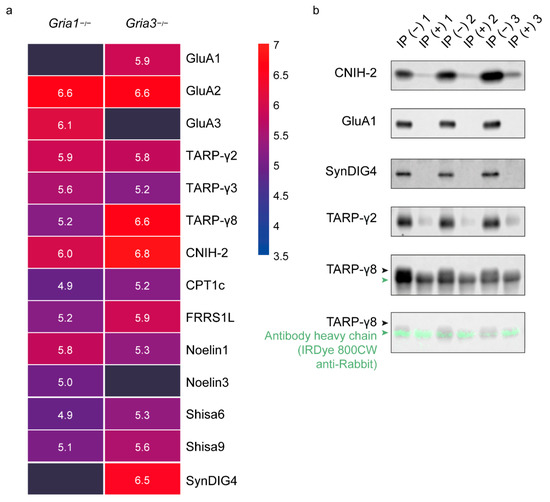 Expression and Interaction Proteomics of GluA1- and GluA3-Subunit ...