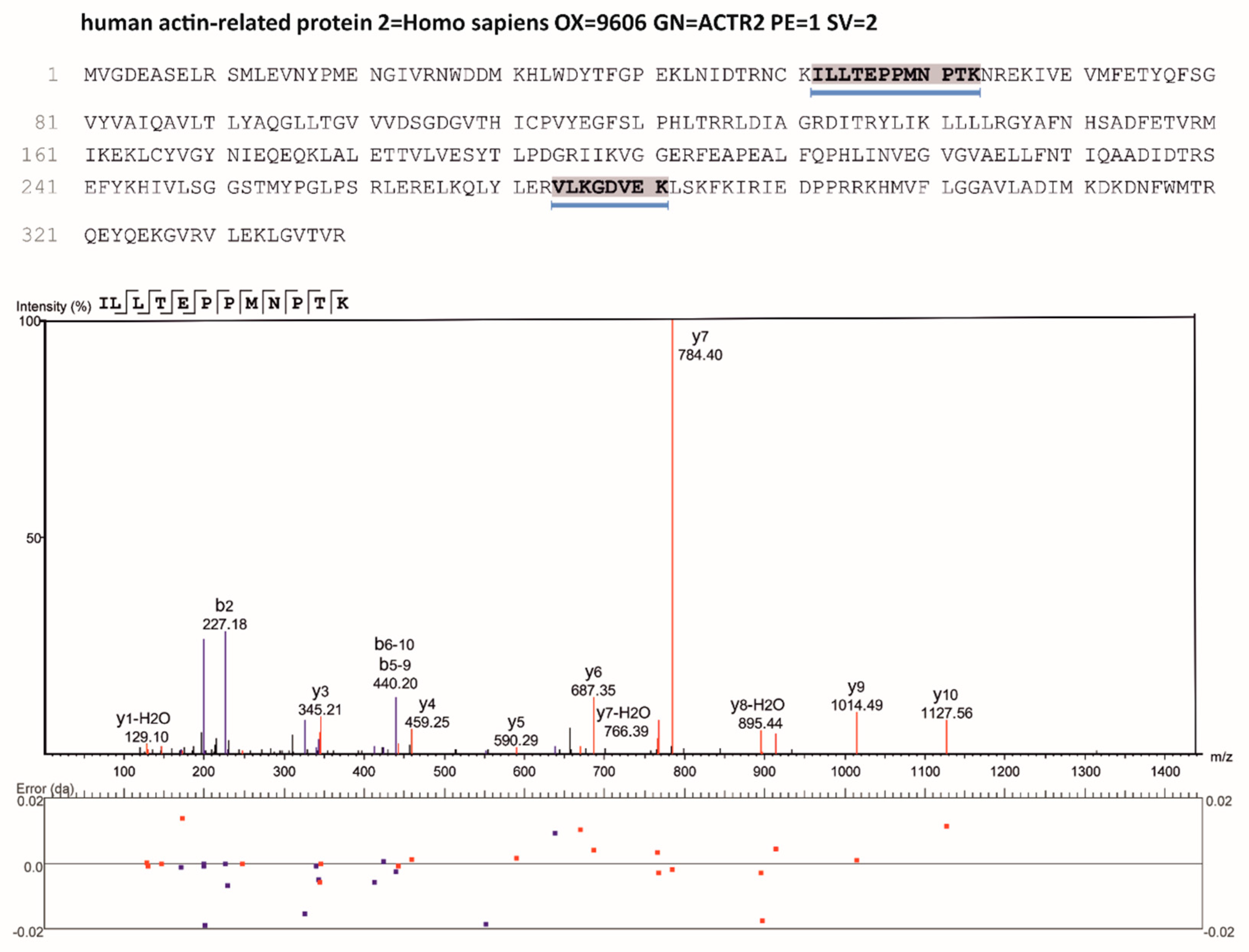 Cells | Free Full-Text | Inhibition of Arp2/3 Complex after ADP-Ribosylation of Arp2 by Binary ...