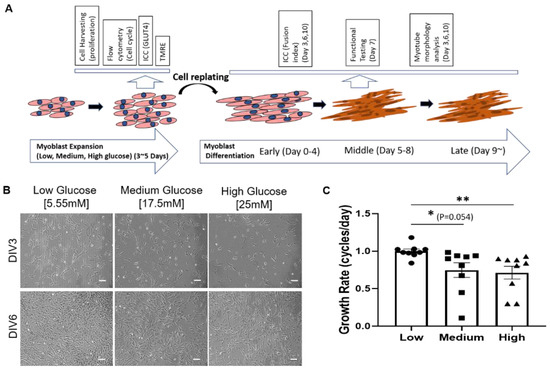 Hyperglycemia Negatively Affects IPSC-Derived Myoblast Proliferation ...