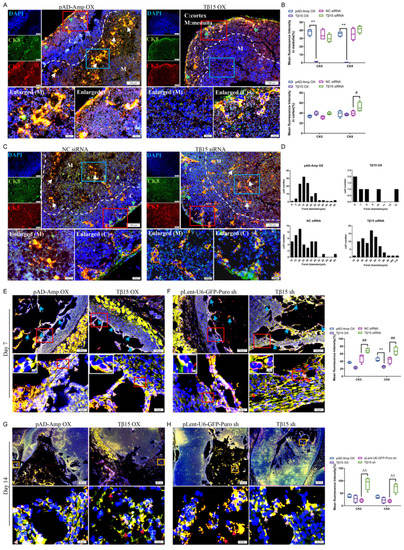 Thymosin Beta 15 Alters the Spatial Development of Thymic Epithelial Cells