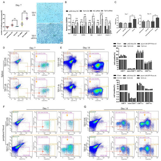 Thymosin Beta 15 Alters the Spatial Development of Thymic Epithelial Cells