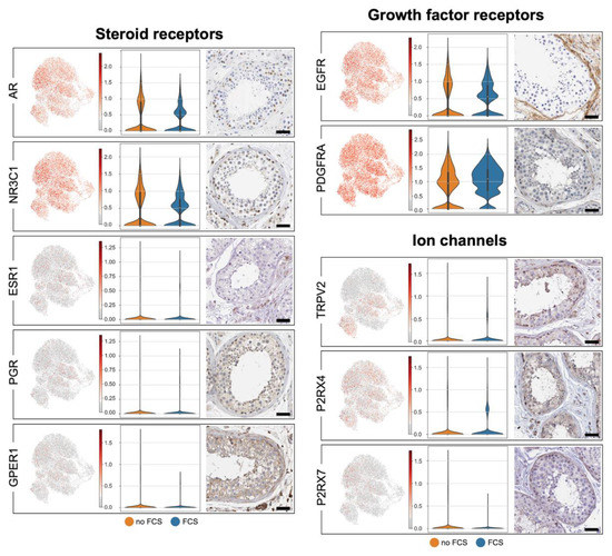 The Molecular Signature of Human Testicular Peritubular Cells Revealed ...