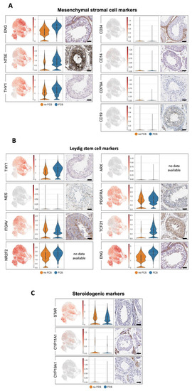The Molecular Signature of Human Testicular Peritubular Cells Revealed ...