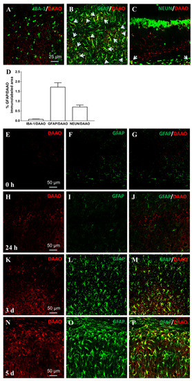 Involvement of DAAO Overexpression in Delayed Hippocampal Neuronal Death