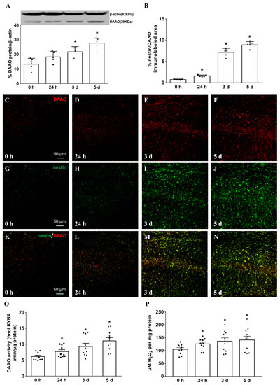 Involvement of DAAO Overexpression in Delayed Hippocampal Neuronal Death
