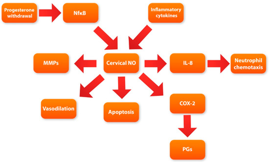 Signaling Pathways Regulating Human Cervical Ripening in Preterm and ...