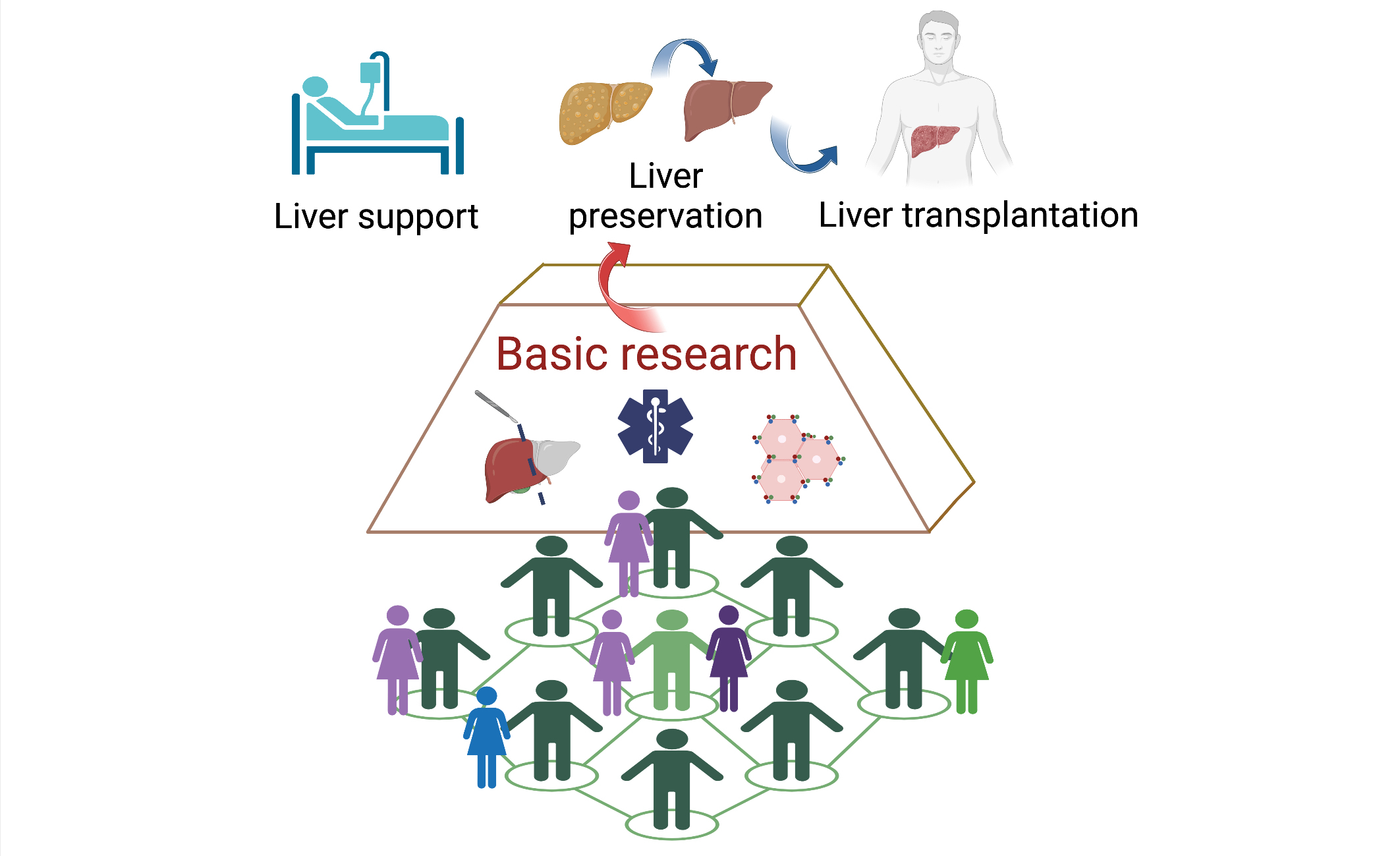 Cells | Free Full-Text | The Influence of Interdisciplinary Work ...