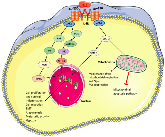 The Role of IL-6 in Cancer Cell Invasiveness and Metastasis—Overview ...