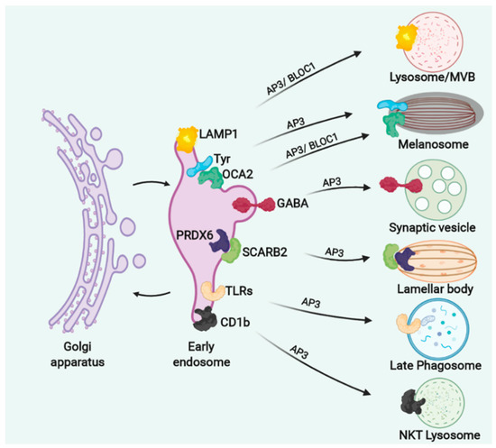 Overlapping Machinery in Lysosome-Related Organelle Trafficking: A ...