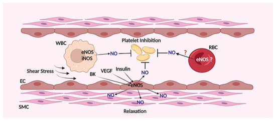 The Role of NO/sGC/cGMP/PKG Signaling Pathway in Regulation of Platelet ...