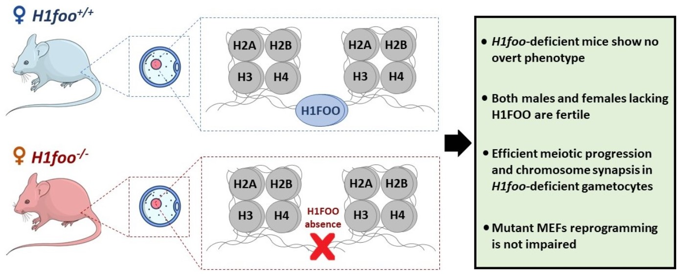 Cells | Free Full-Text | The Oocyte-Specific Linker Histone H1FOO Is ...