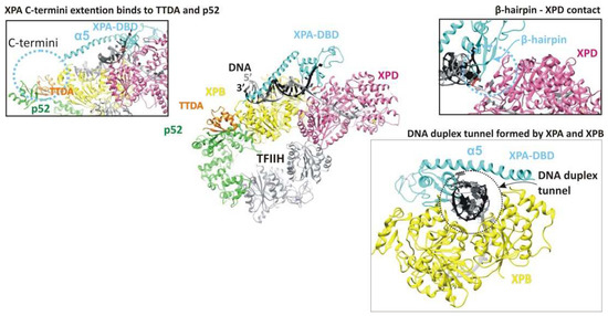 The XPA Protein—Life under Precise Control